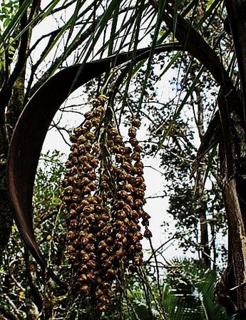 Syagrus smithii - Palmpedia - Palm Grower's Guide