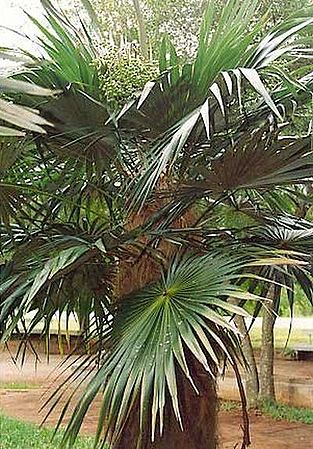 Coccothrinax crinita - Palmpedia - Palm Grower's Guide