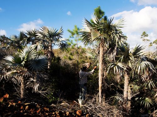 Coccothrinax macroglossa - Palmpedia - Palm Grower's Guide