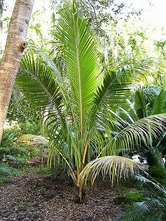 Cocos nucifera 'Maypan' - Palmpedia - Palm Grower's Guide