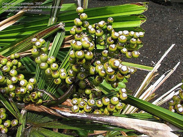 Licuala paludosa - Palmpedia - Palm Grower's Guide