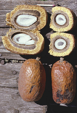 Hyphaene compressa - Palmpedia - Palm Grower's Guide