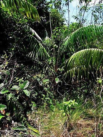 Barcella odora - Palmpedia - Palm Grower's Guide