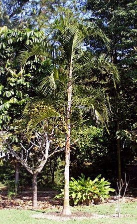 Syagrus botryophora - Palmpedia - Palm Grower's Guide