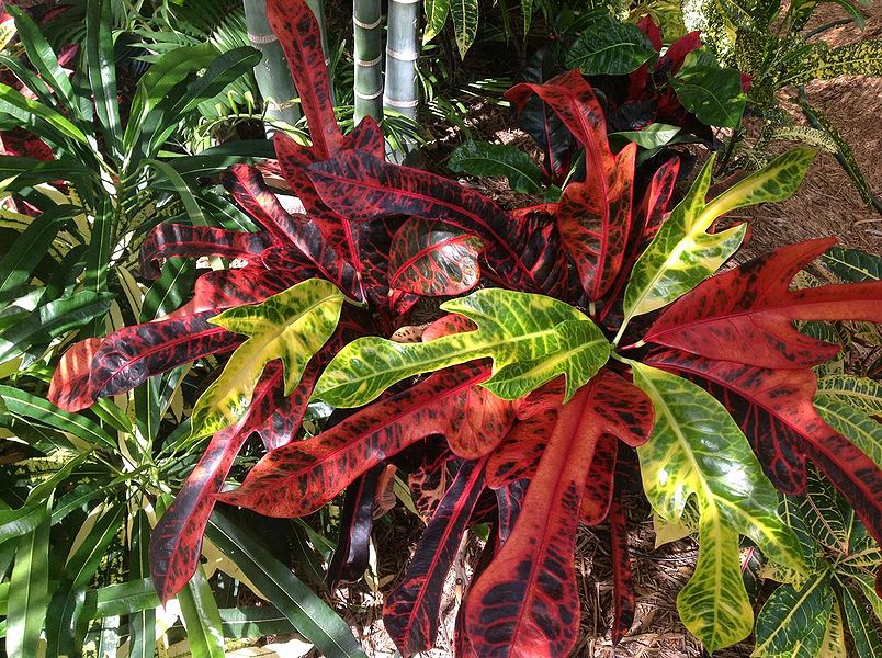 DAISY CHRISTINE - Palmpedia - Palm Grower's Guide