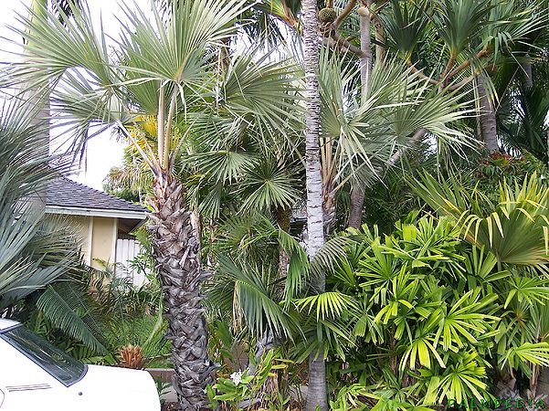 Hyphaene coriacea - Palmpedia - Palm Grower's Guide