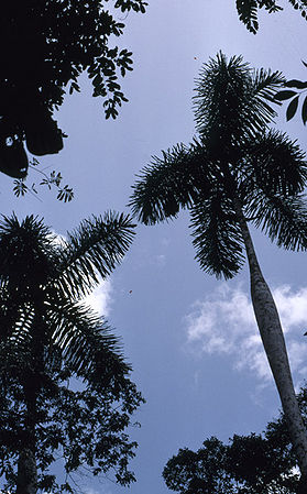 Iriartea deltoidea - Palmpedia - Palm Grower's Guide