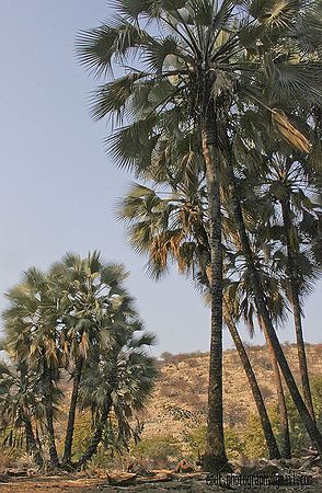 Hyphaene thebaica - Palmpedia - Palm Grower's Guide