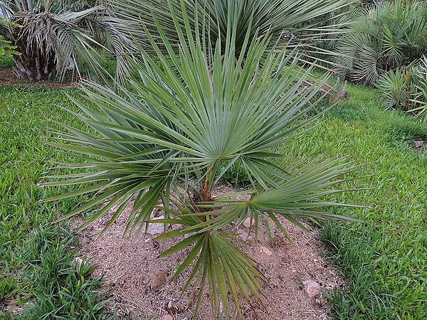 Brahea dulcis - Palmpedia - Palm Grower's Guide