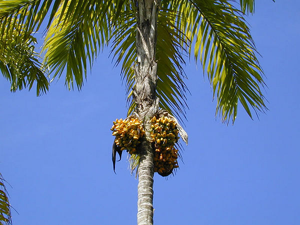 Bactris gasipaes - Palmpedia - Palm Grower's Guide