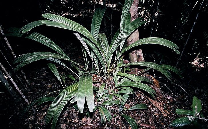 Pinanga yassinii - Palmpedia - Palm Grower's Guide