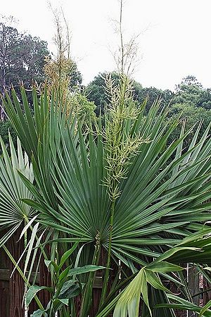 Sabal minor - Palmpedia - Palm Grower's Guide
