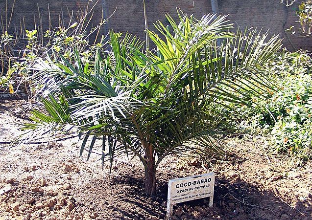 Syagrus comosa - Palmpedia - Palm Grower's Guide