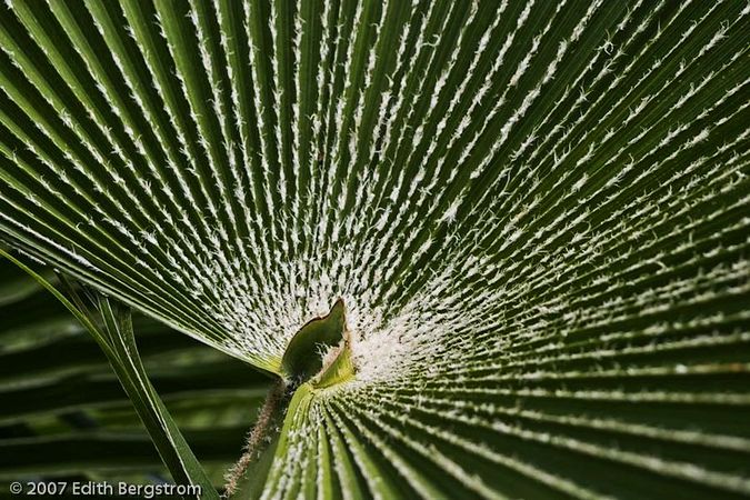 Trachycarpus martianus - Palmpedia - Palm Grower's Guide