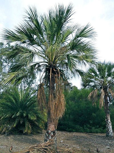 Livistona lanuginosa - Palmpedia - Palm Grower's Guide