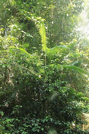Daemonorops angustifolia - Palmpedia - Palm Grower's Guide