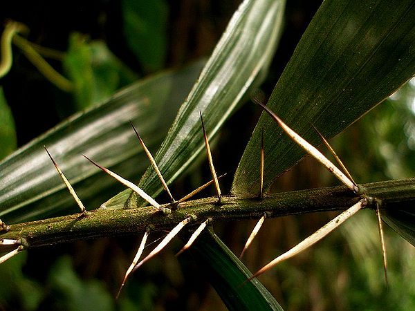 Bactris brongniartii - Palmpedia - Palm Grower's Guide