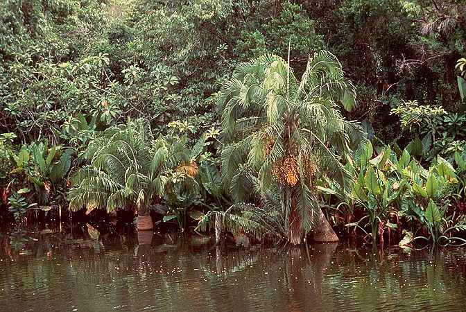 Ravenea musicalis - Palmpedia - Palm Grower's Guide