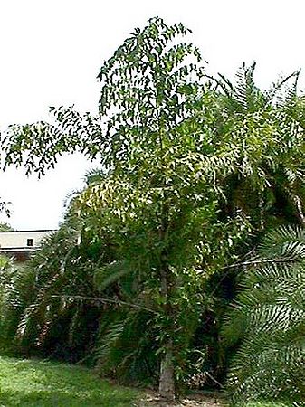 Caryota maxima - Palmpedia - Palm Grower's Guide