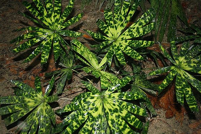 Licuala mattanensis - Palmpedia - Palm Grower's Guide