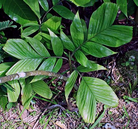 Pinanga patula - Palmpedia - Palm Grower's Guide