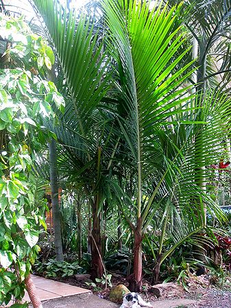 Cyphophoenix alba - Palmpedia - Palm Grower's Guide