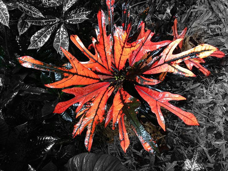 TALI - Palmpedia - Palm Grower's Guide