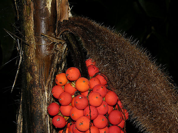 Bactris glandulosa var. baileyana - Palmpedia - Palm Grower's Guide