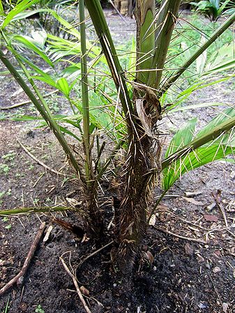 Bactris setosa - Palmpedia - Palm Grower's Guide
