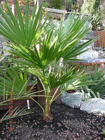 Brahea edulis - Palmpedia - Palm Grower's Guide
