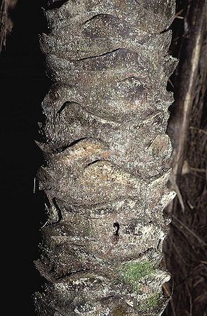 Phytelephas macrocarpa - Palmpedia - Palm Grower's Guide