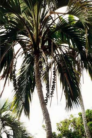 Howea belmoreana - Palmpedia - Palm Grower's Guide