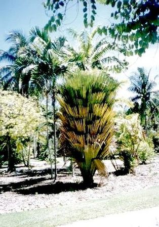 Copernicia rigida - Palmpedia - Palm Grower's Guide
