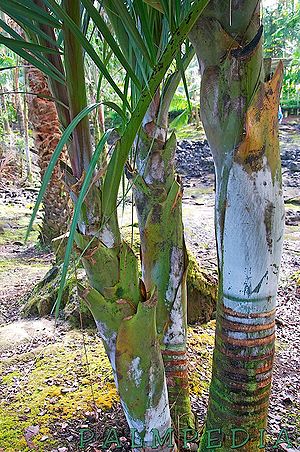 Palmpedia - Palm Grower's Guide