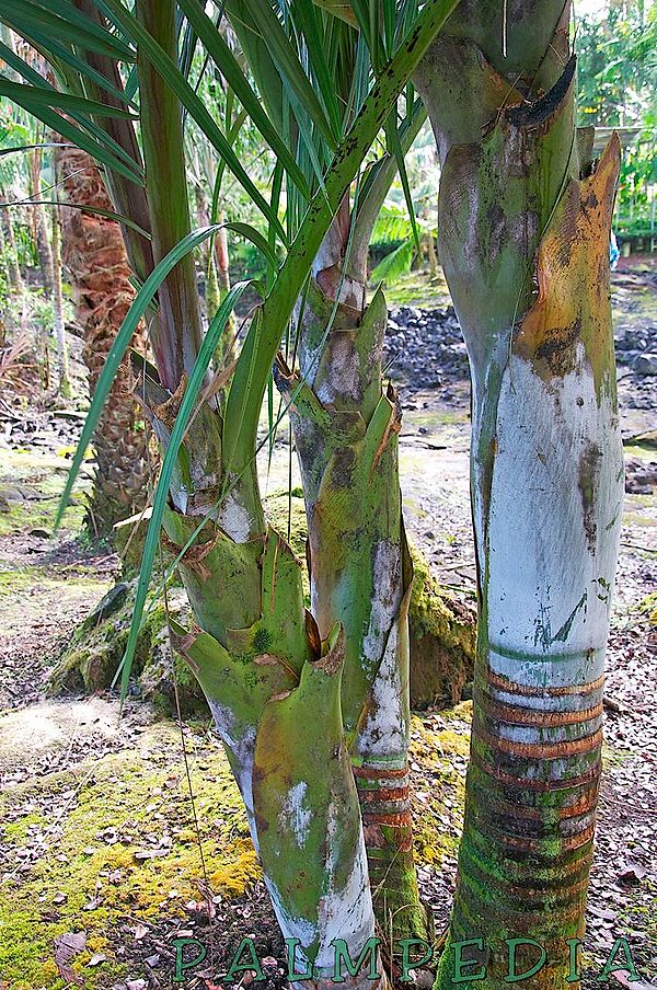 Palmpedia - Palm Grower's Guide