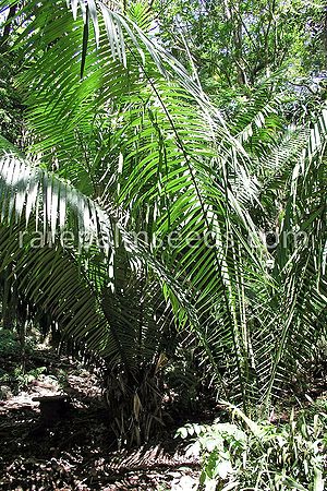 Phytelephas seemannii - Palmpedia - Palm Grower's Guide