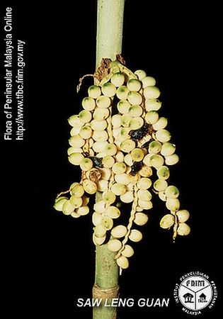 Pinanga patula - Palmpedia - Palm Grower's Guide