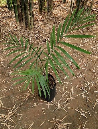 Ptychosperma lineare - Palmpedia - Palm Grower's Guide