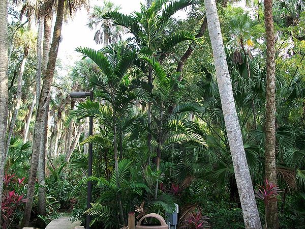 Ptychosperma schefferi - Palmpedia - Palm Grower's Guide