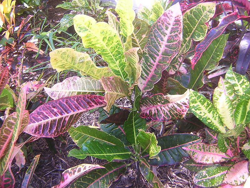 RHEEDII 3 - Palmpedia - Palm Grower's Guide