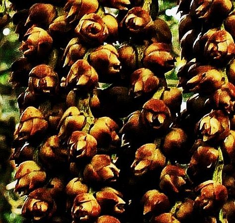 Syagrus smithii - Palmpedia - Palm Grower's Guide