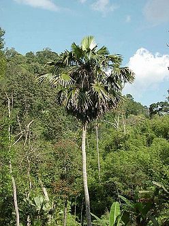 Livistona speciosa - Palmpedia - Palm Grower's Guide
