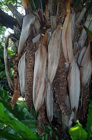 Phytelephas aequatorialis - Palmpedia - Palm Grower's Guide