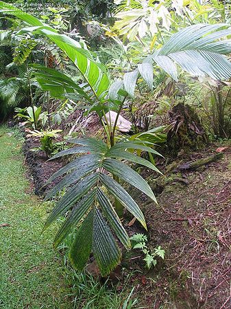 Pinanga javana - Palmpedia - Palm Grower's Guide