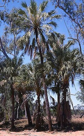 Livistona lanuginosa - Palmpedia - Palm Grower's Guide