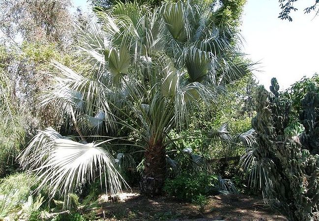 Brahea clara - Palmpedia - Palm Grower's Guide