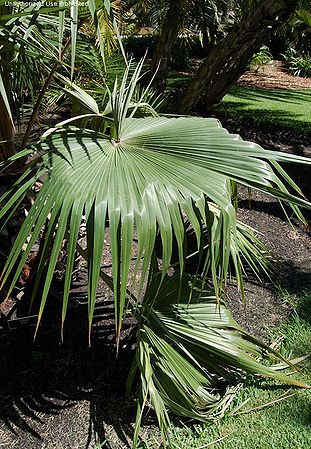Brahea pimo - Palmpedia - Palm Grower's Guide