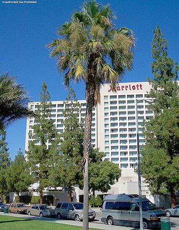 Brahea brandegeei - Palmpedia - Palm Grower's Guide