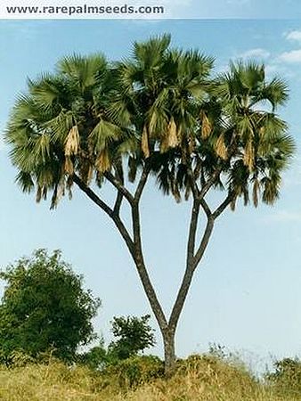 Hyphaene thebaica - Palmpedia - Palm Grower's Guide