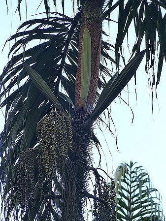 Oncosperma fasciculatum - Palmpedia - Palm Grower's Guide